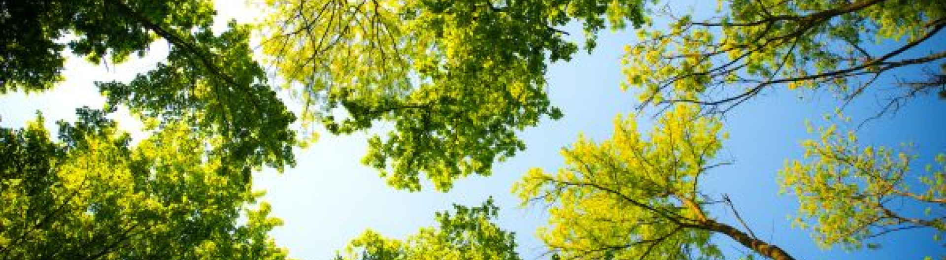 Tree Giveaway | Halifax